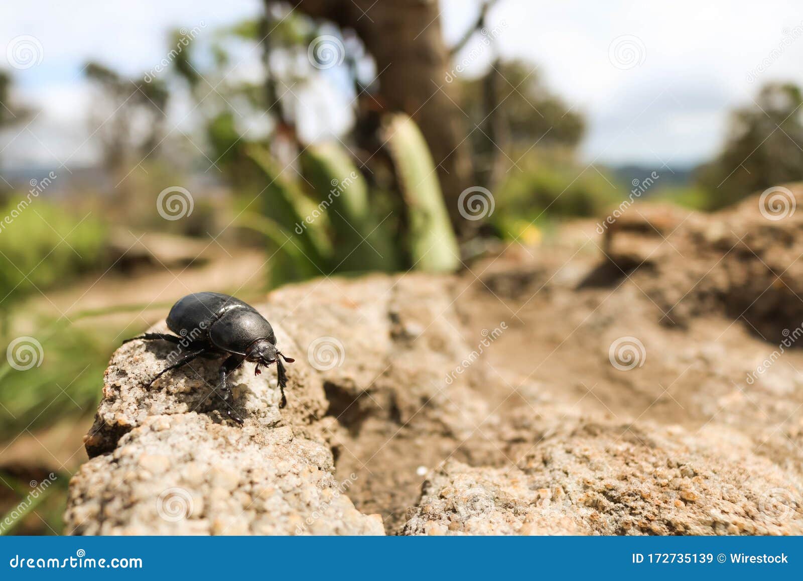 Closeup of a Bug on a Rock Surrounded by Greenery Under the Sunlight ...
