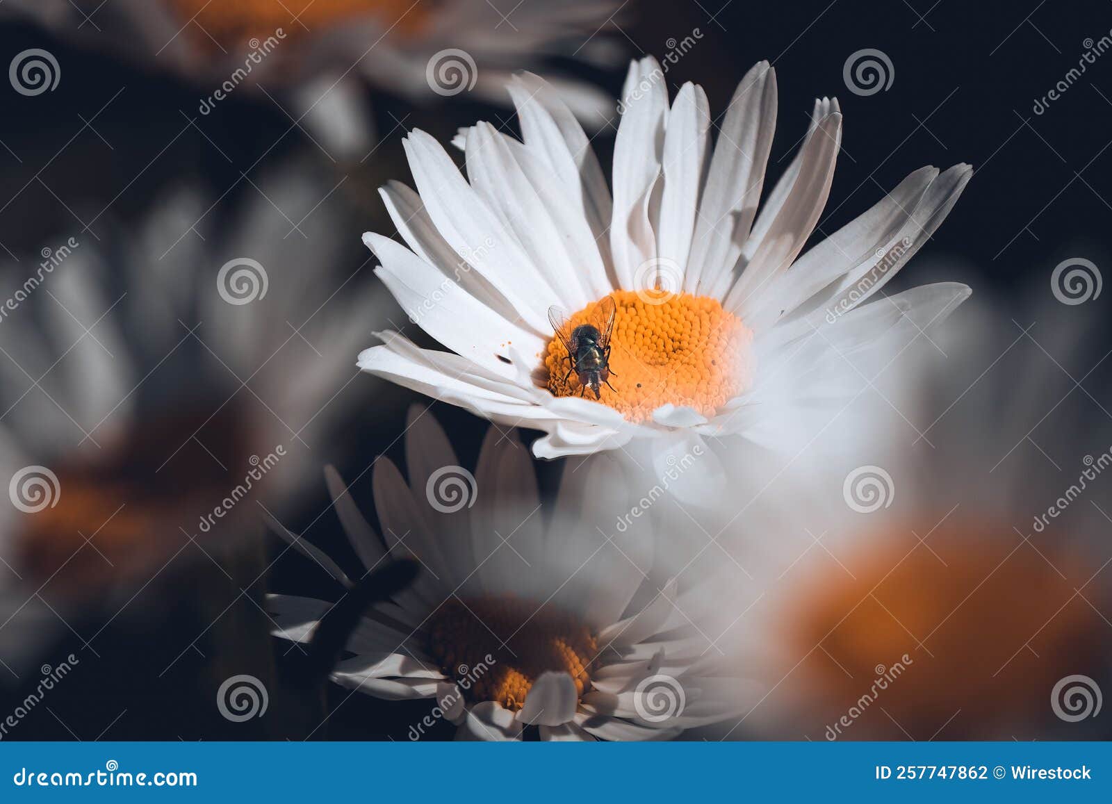 Closeup of a Bug Standing on a Common Daisy in a Flower Field Stock ...