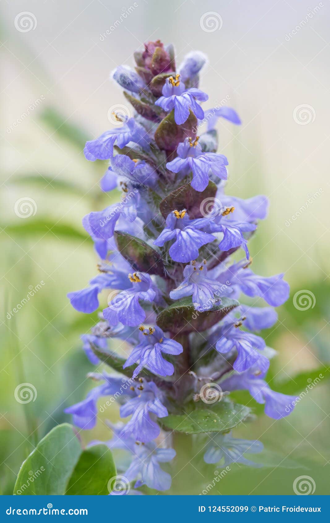 Closeup of a Bugle Ajuga Reptans Stock Image - Image of lamiaceae ...