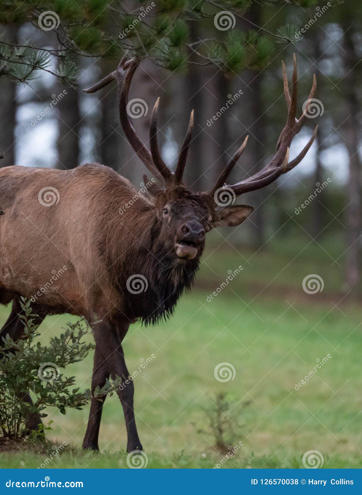 Closeup of Bull Elk stock photo. Image of bull, face - 126570038