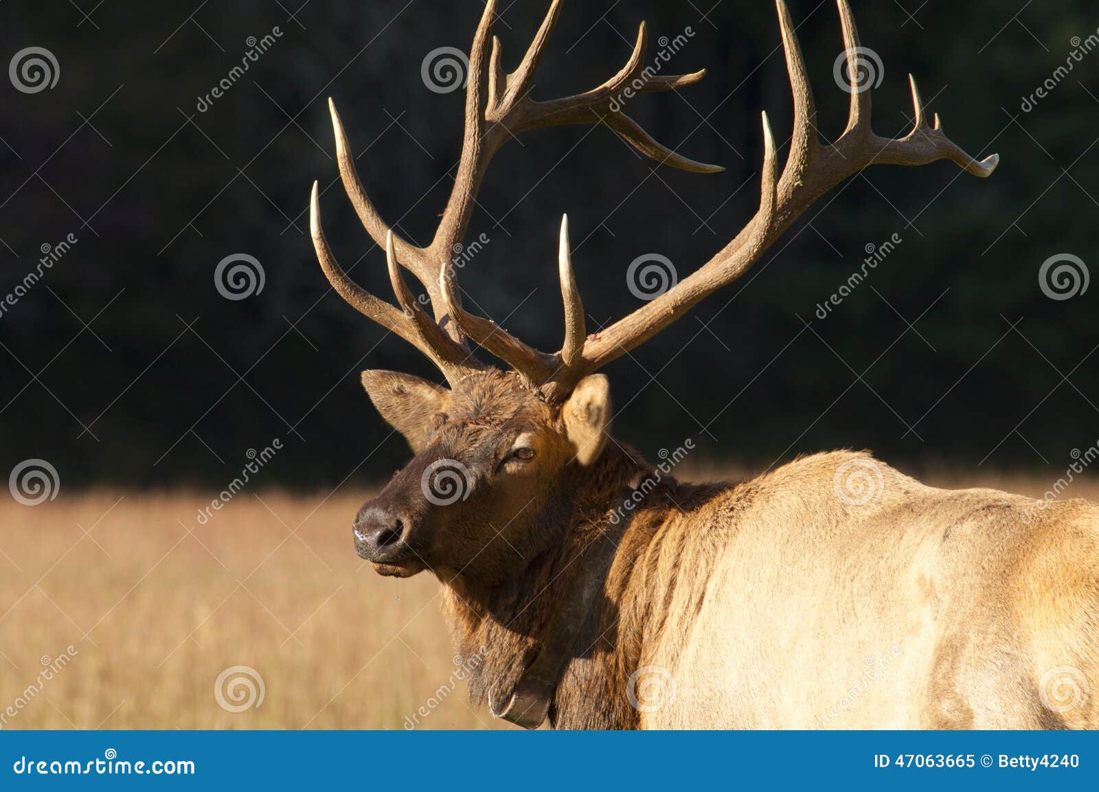 Closeup Bull Elk in Golden Light. Stock Image - Image of benezette ...