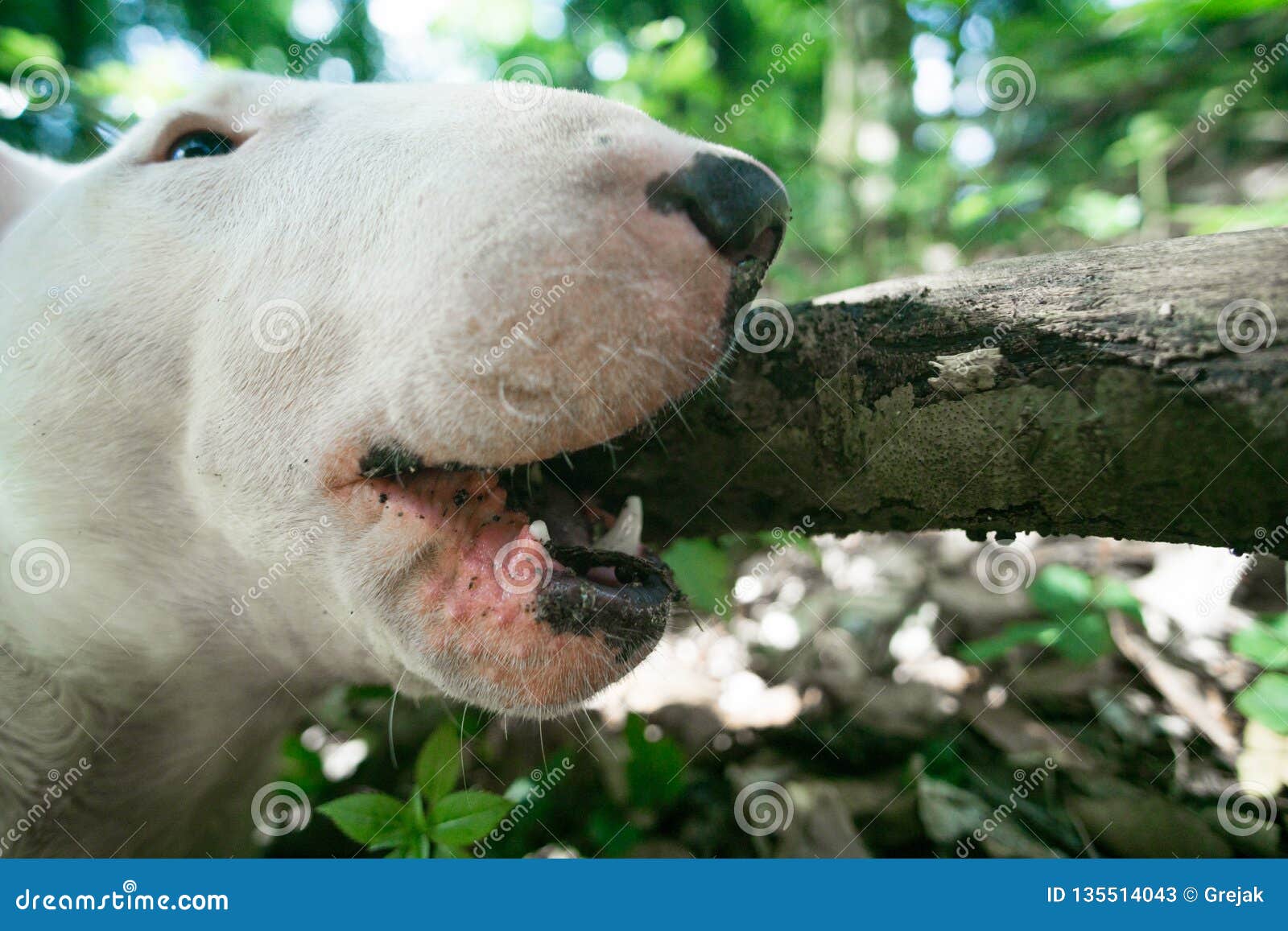 Closeup of Bull Terrier Biting the Tree Stock Image - Image of ...