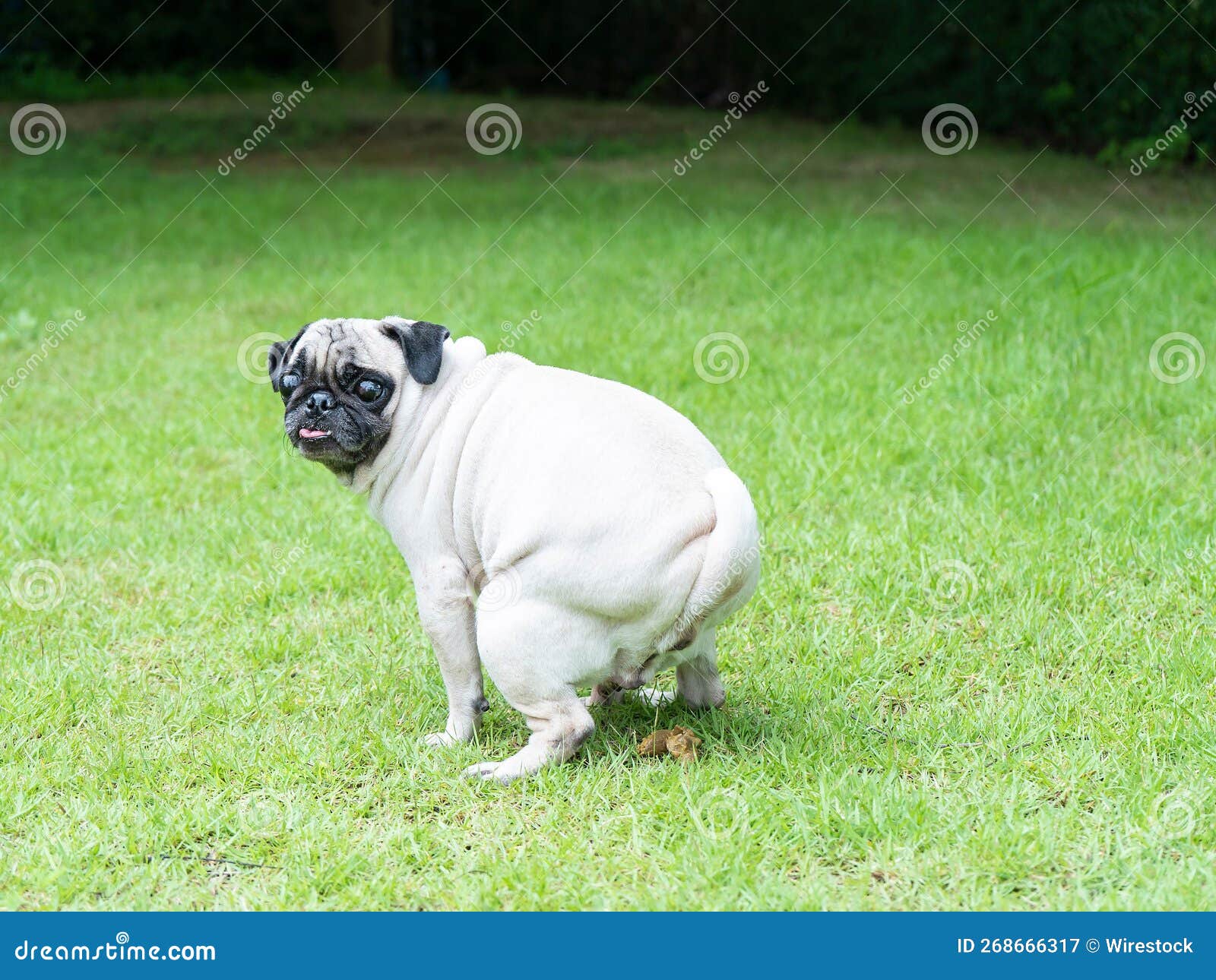 Closeup of a Bulldog Pooping Outdoors Stock Image - Image of close ...