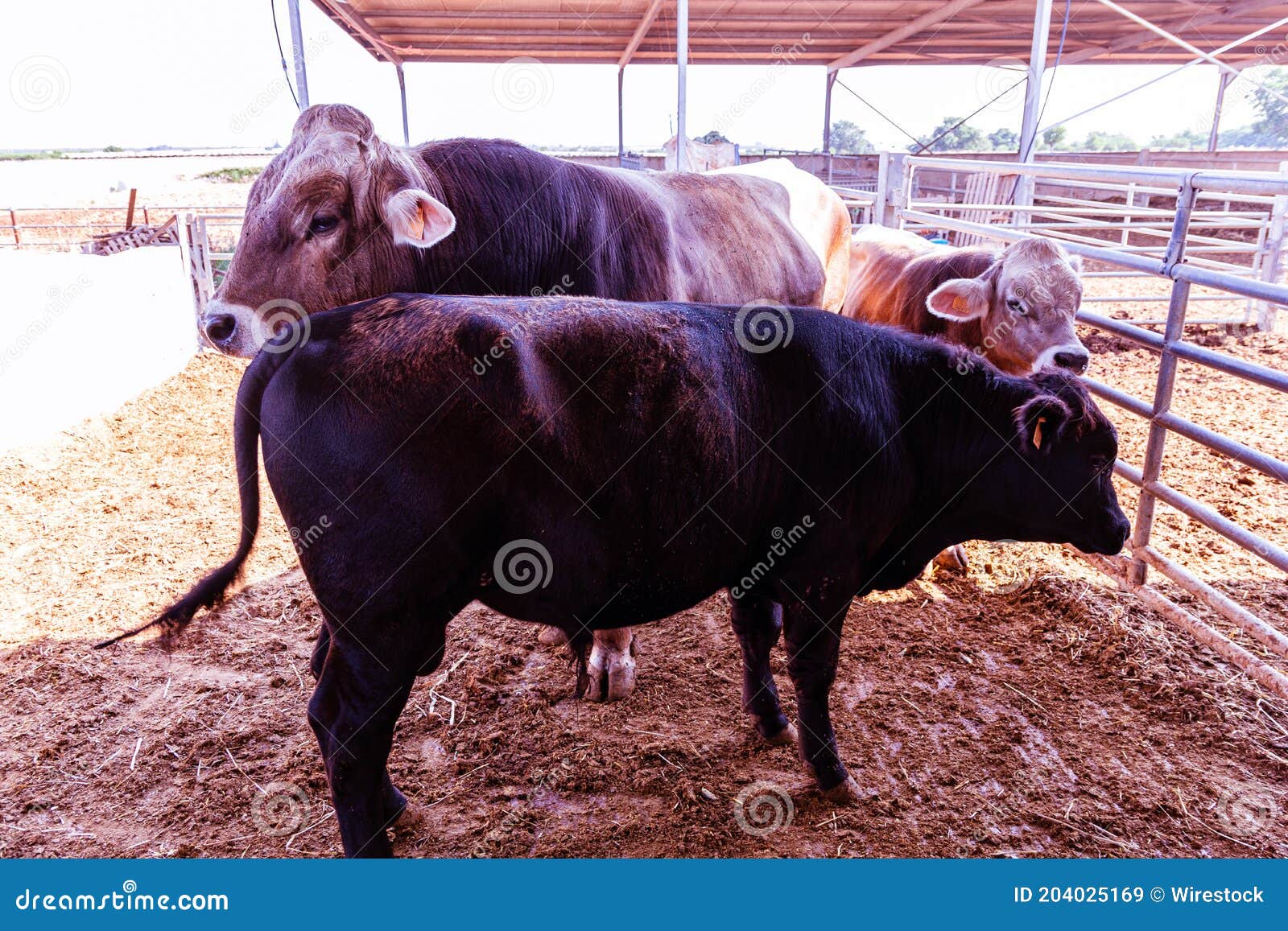 Closeup of bulls in a barn stock image. Image of male - 204025169