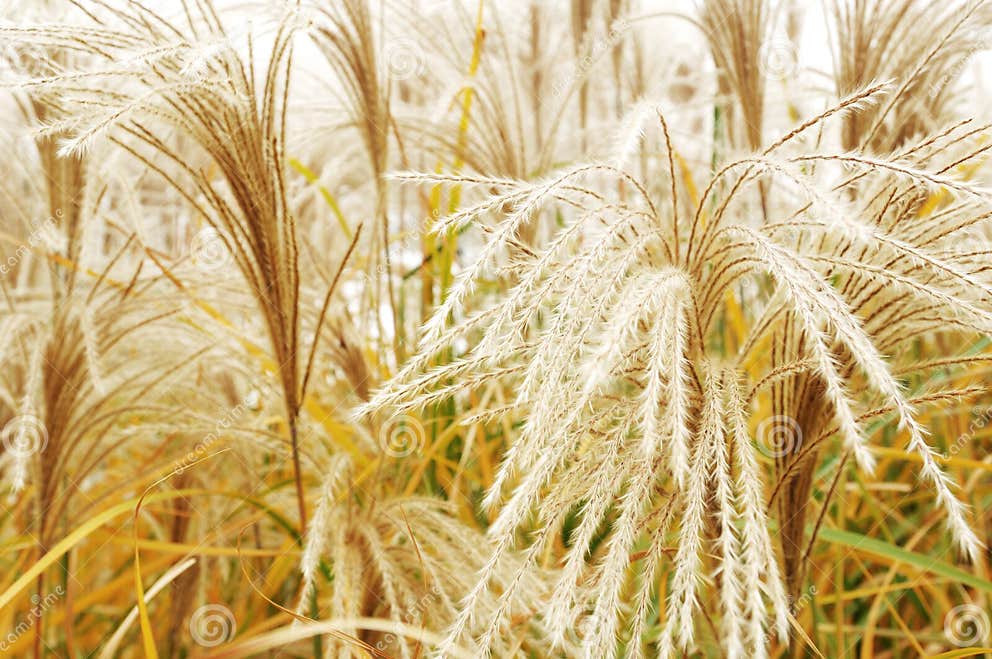 Closeup of bulrush stock photo. Image of bright, texture - 7260082