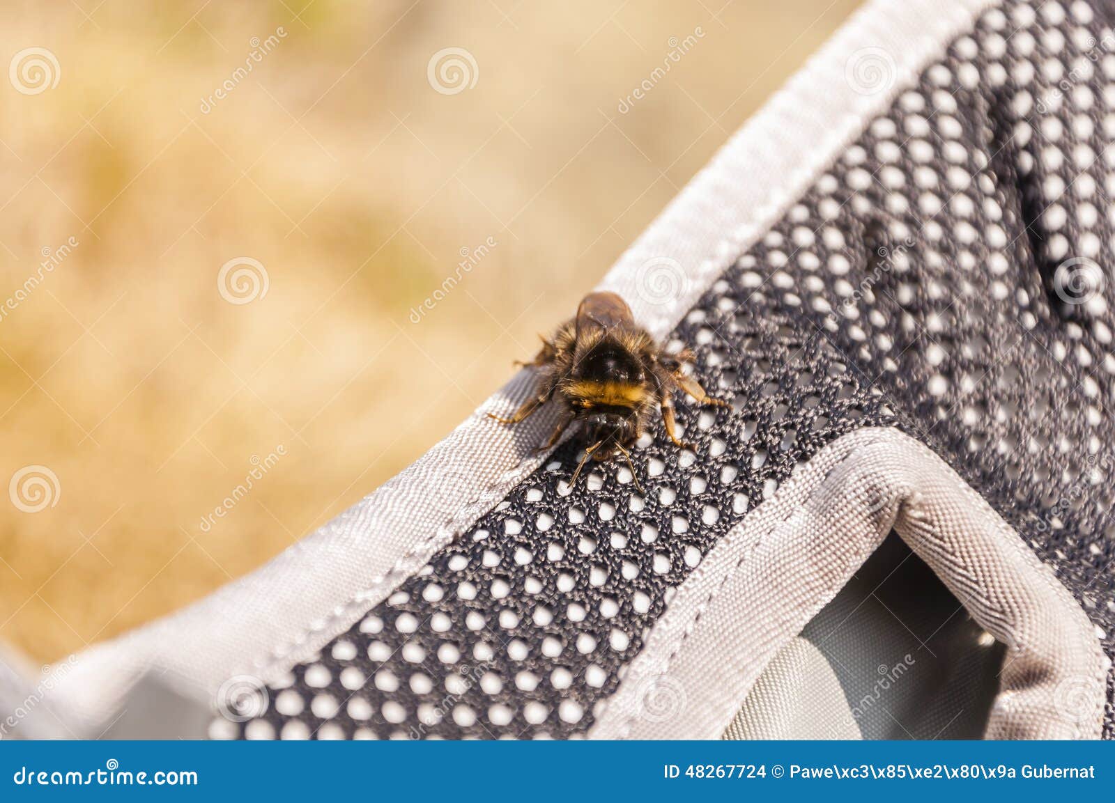 Closeup of a Bumblebee (Bombus Pyrenaeus Perez) Stock Photo - Image of ...
