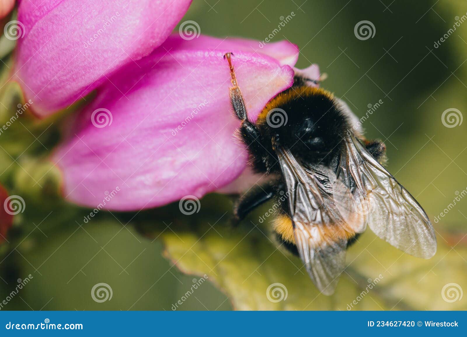 Closeup of the Bumblebee on the Flower. Stock Photo - Image of detail ...