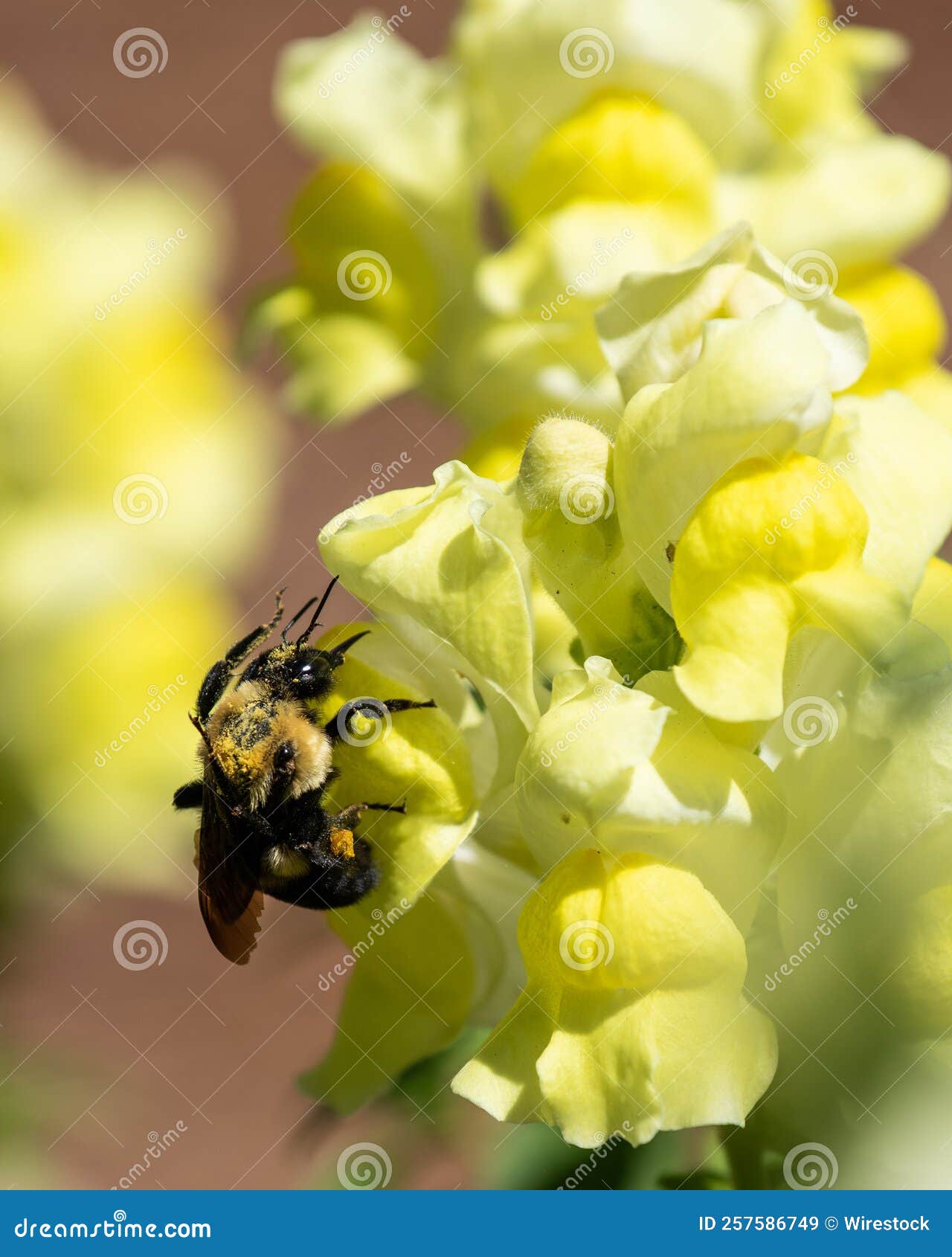 Closeup of a Bumblebee on a Snapdragon Plant. Stock Image - Image of ...