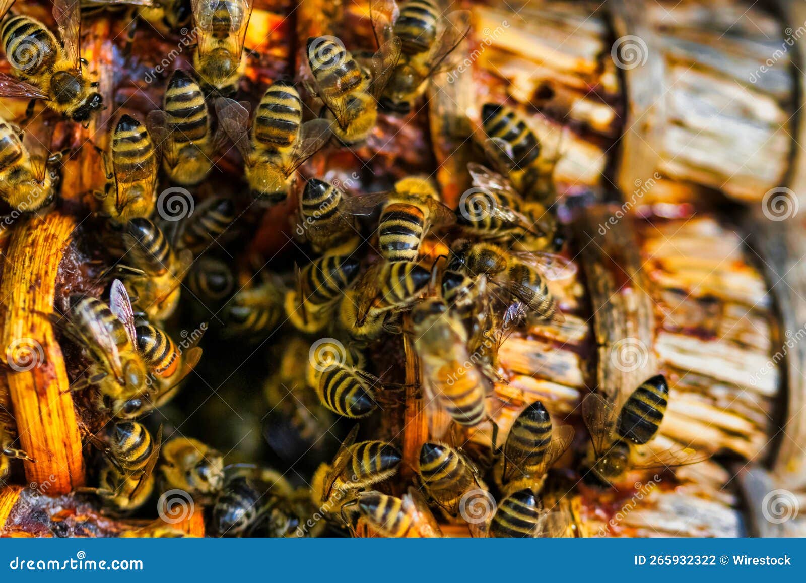 Closeup of a Bunch of Bees in a Hive Stock Photo - Image of nature ...