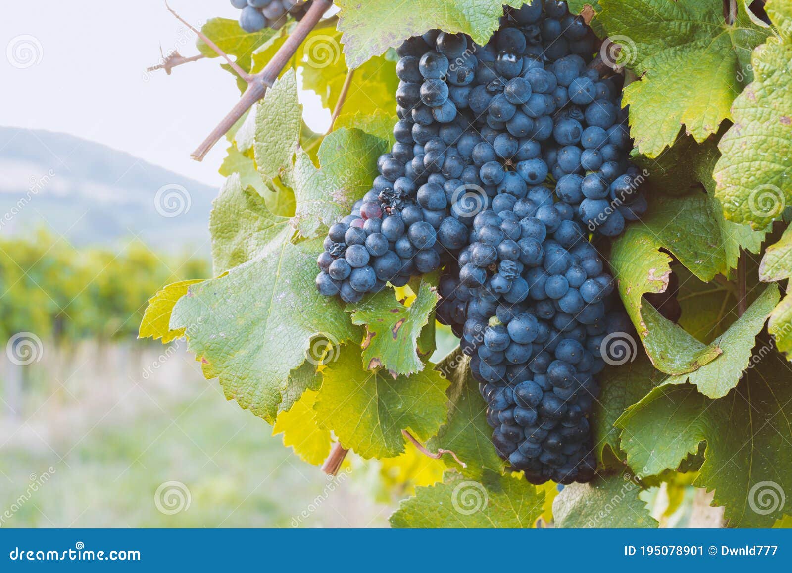 Closeup of Bunch of Blue Grapes Growing in Vineyard Stock Image - Image ...