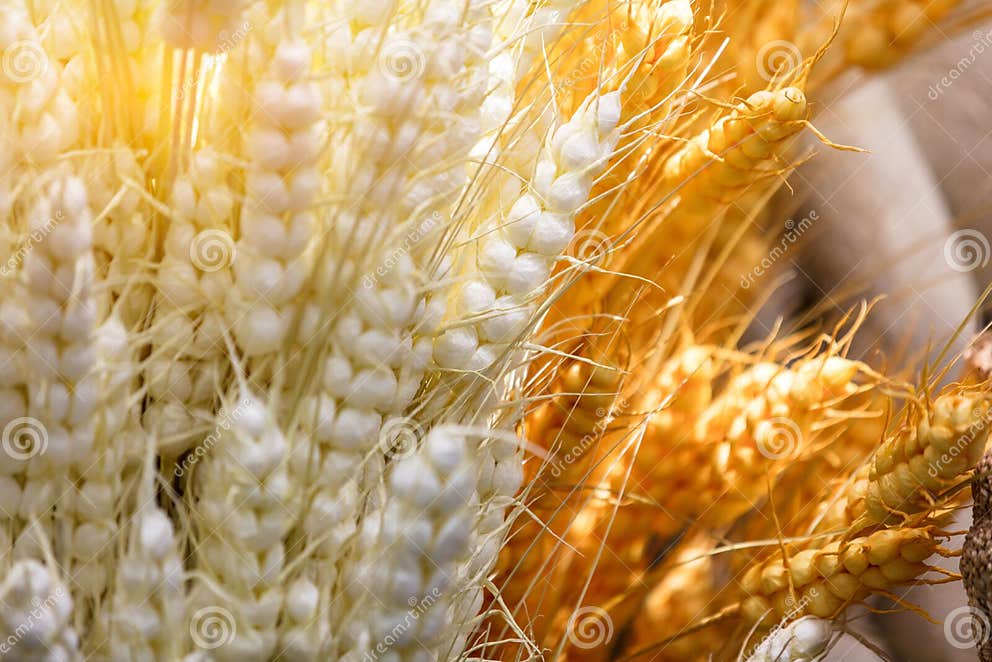 Closeup of a Bunch of Dried Wheat Straws Texture Background Stock Photo ...