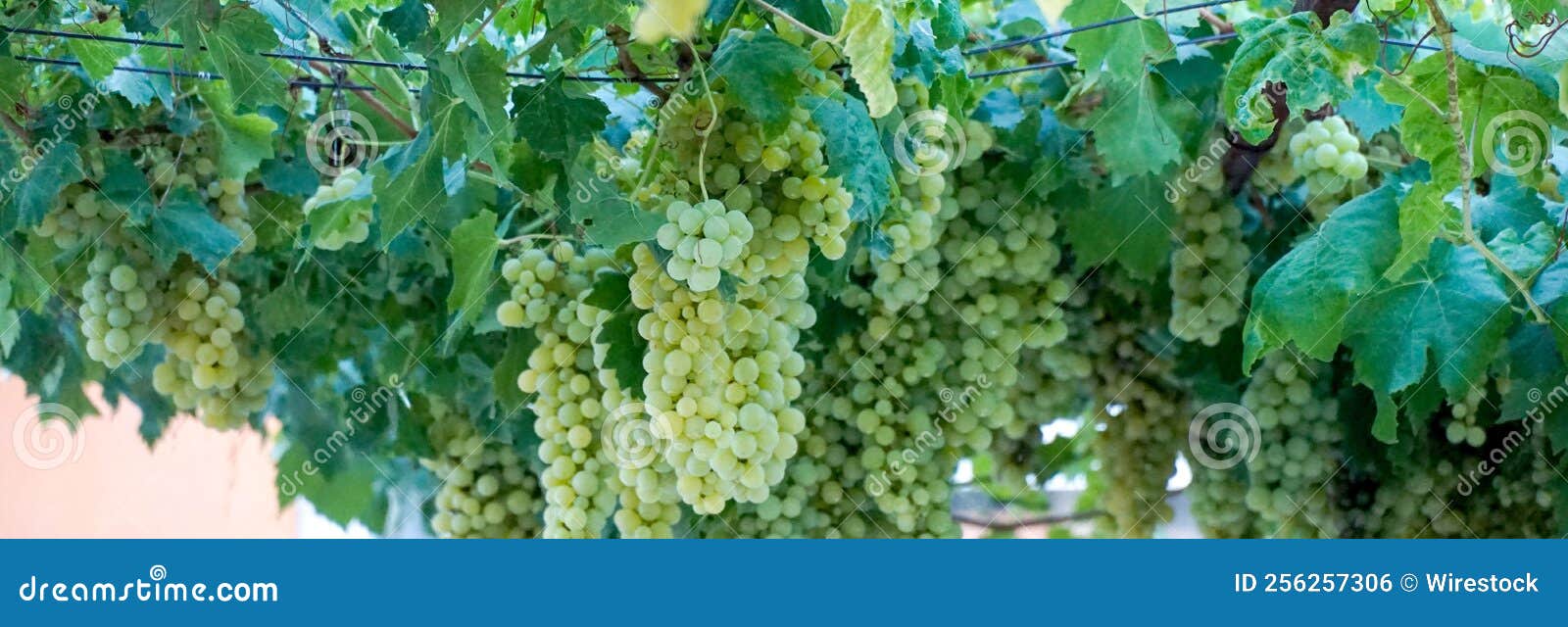 Closeup of a Bunch of Grapes on the Vine Stock Photo - Image of growth ...