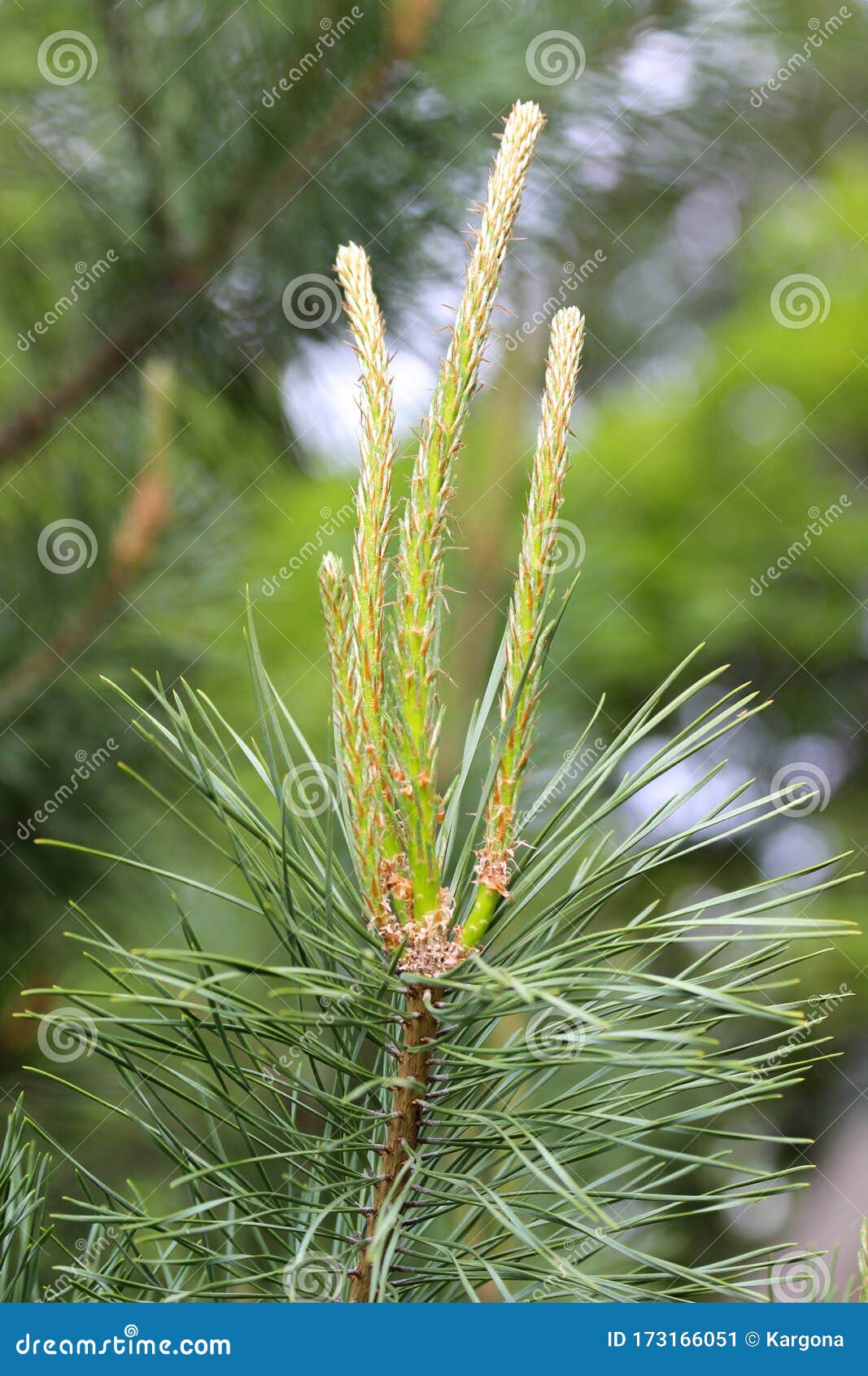 A Bunch of New Shoots on a Pine Tree Stock Image - Image of spear, leaf ...