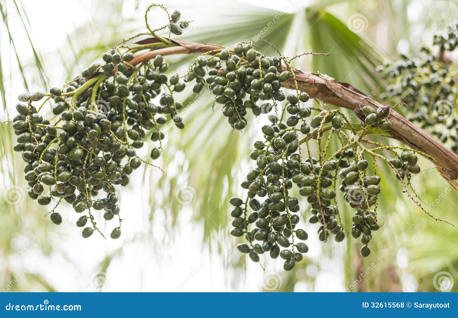 Closeup Bunch Raw Seed Palm Stock Photo - Image of leaf, agriculture ...
