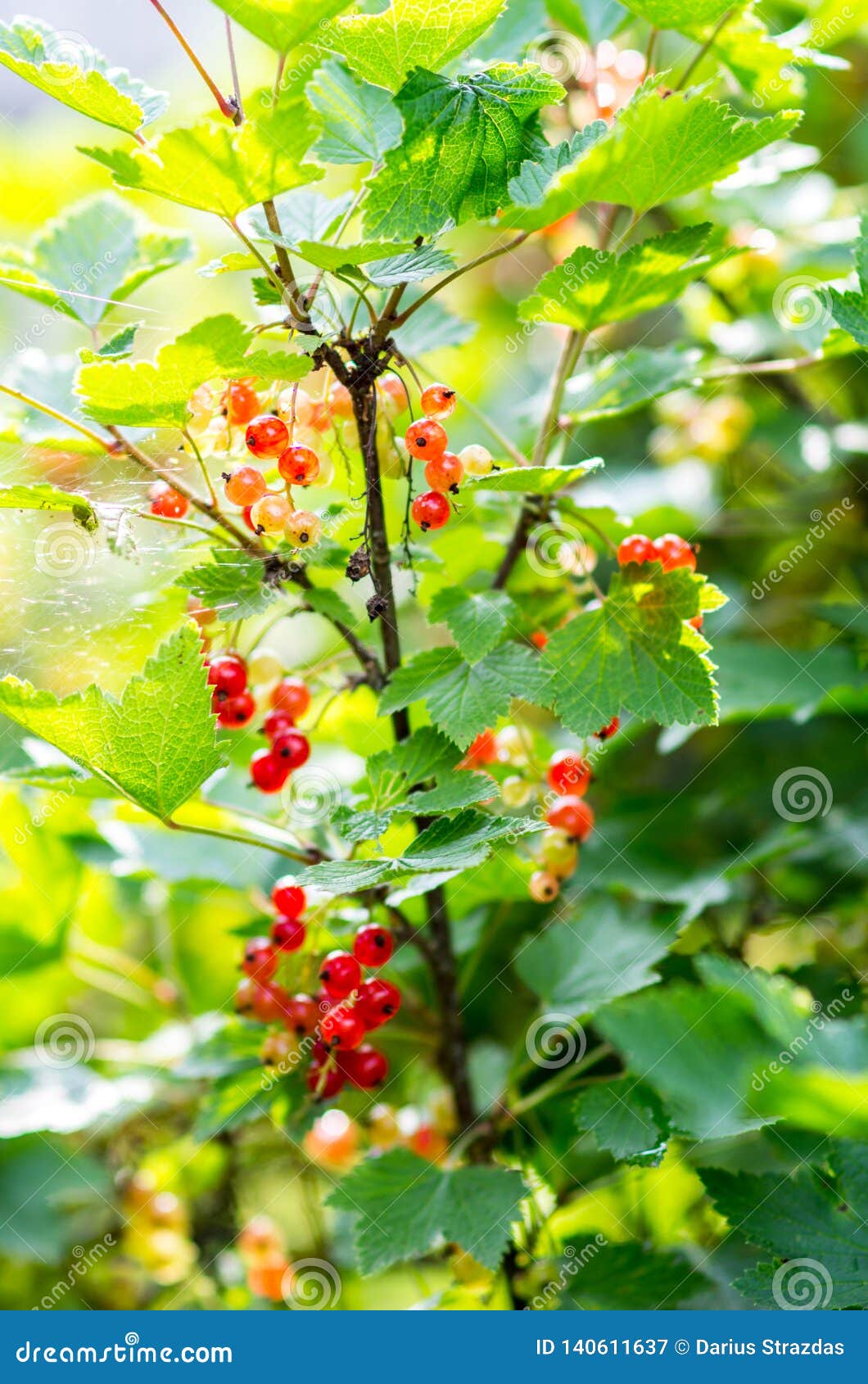 Red currant berries stock image. Image of color, juicy - 140611637