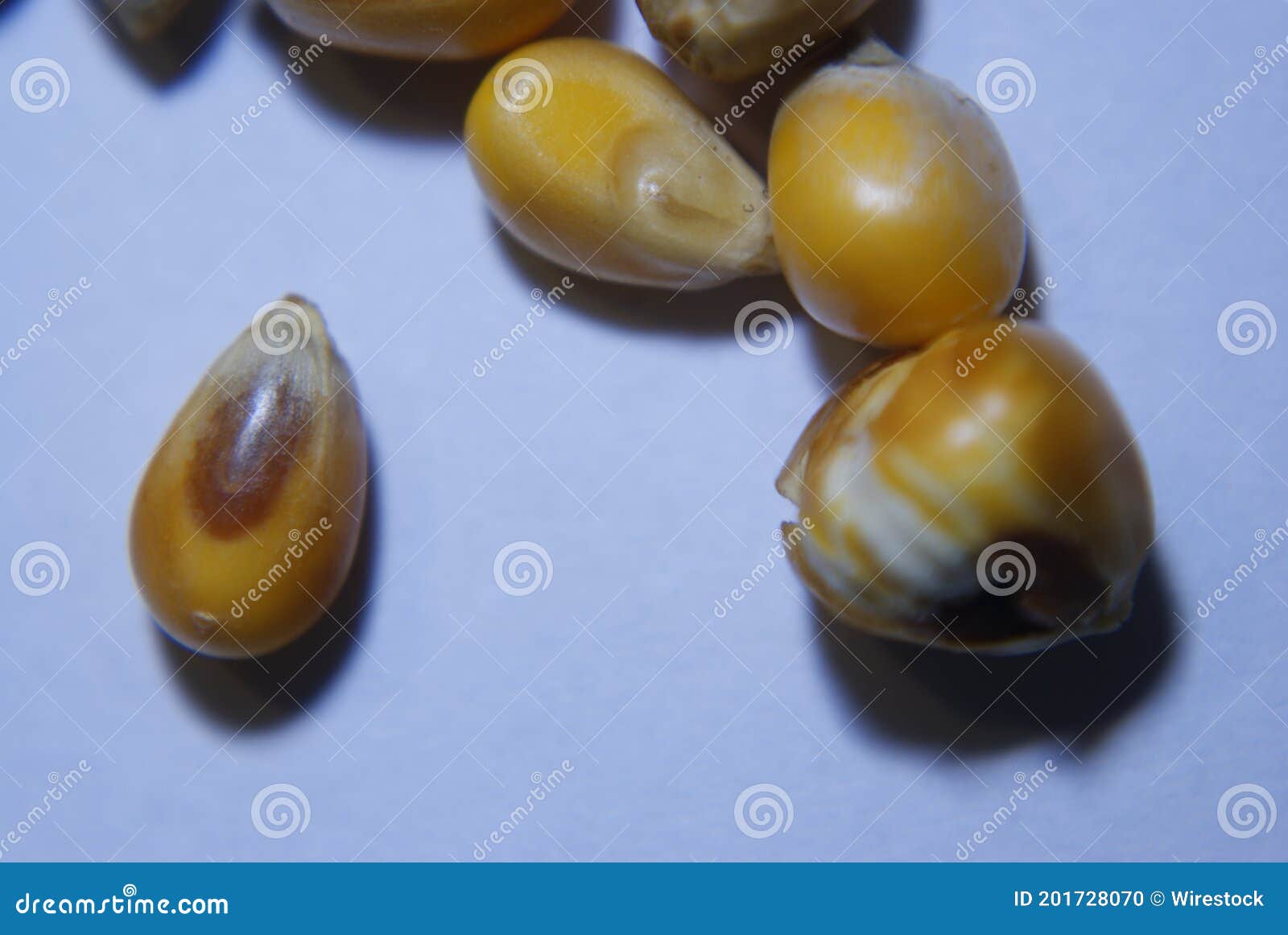 Closeup of a Bunch of Unpopped Corn Stock Photo - Image of cooking ...