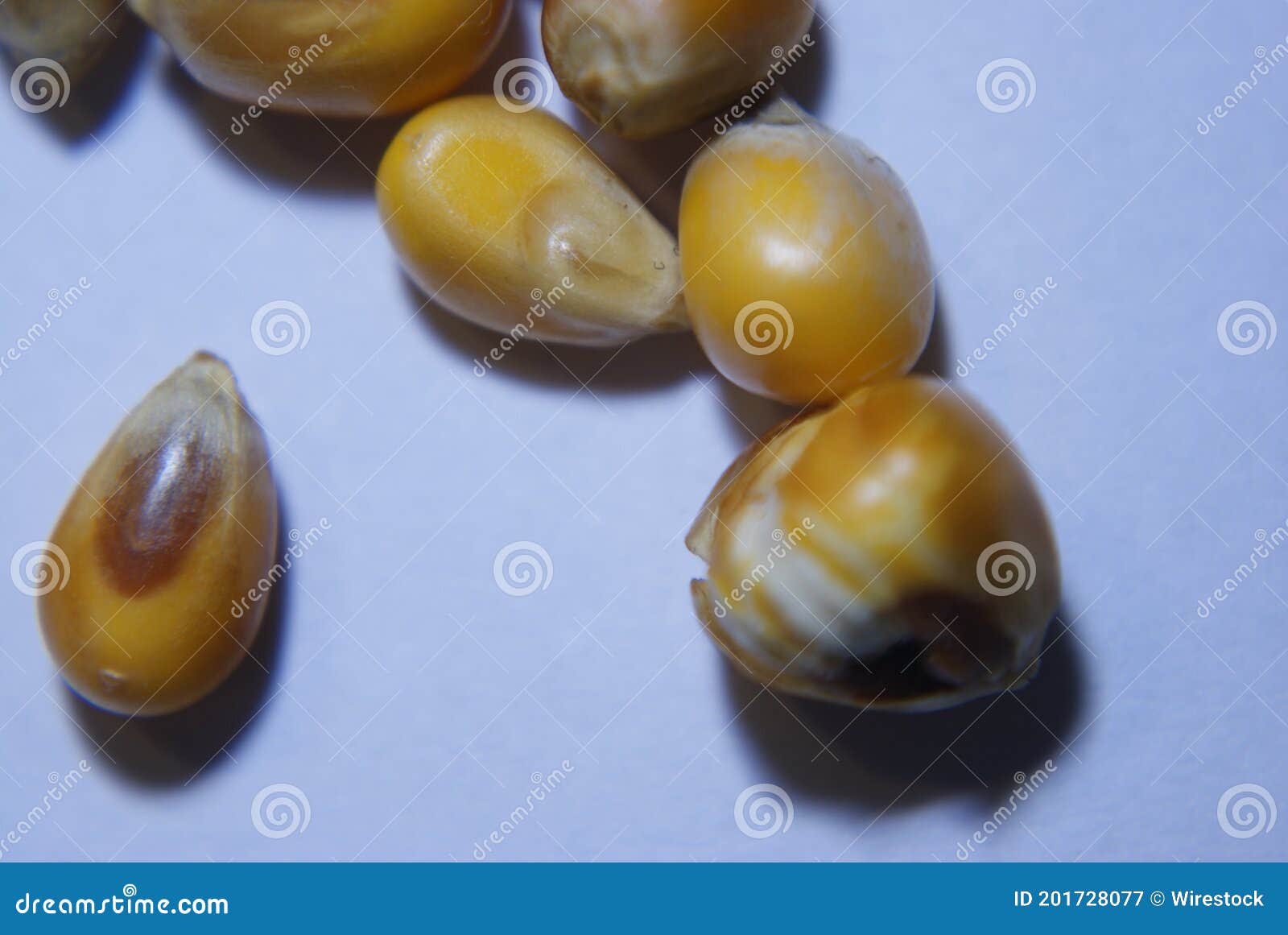 Closeup of a Bunch of Unpopped Corn Stock Image - Image of food ...