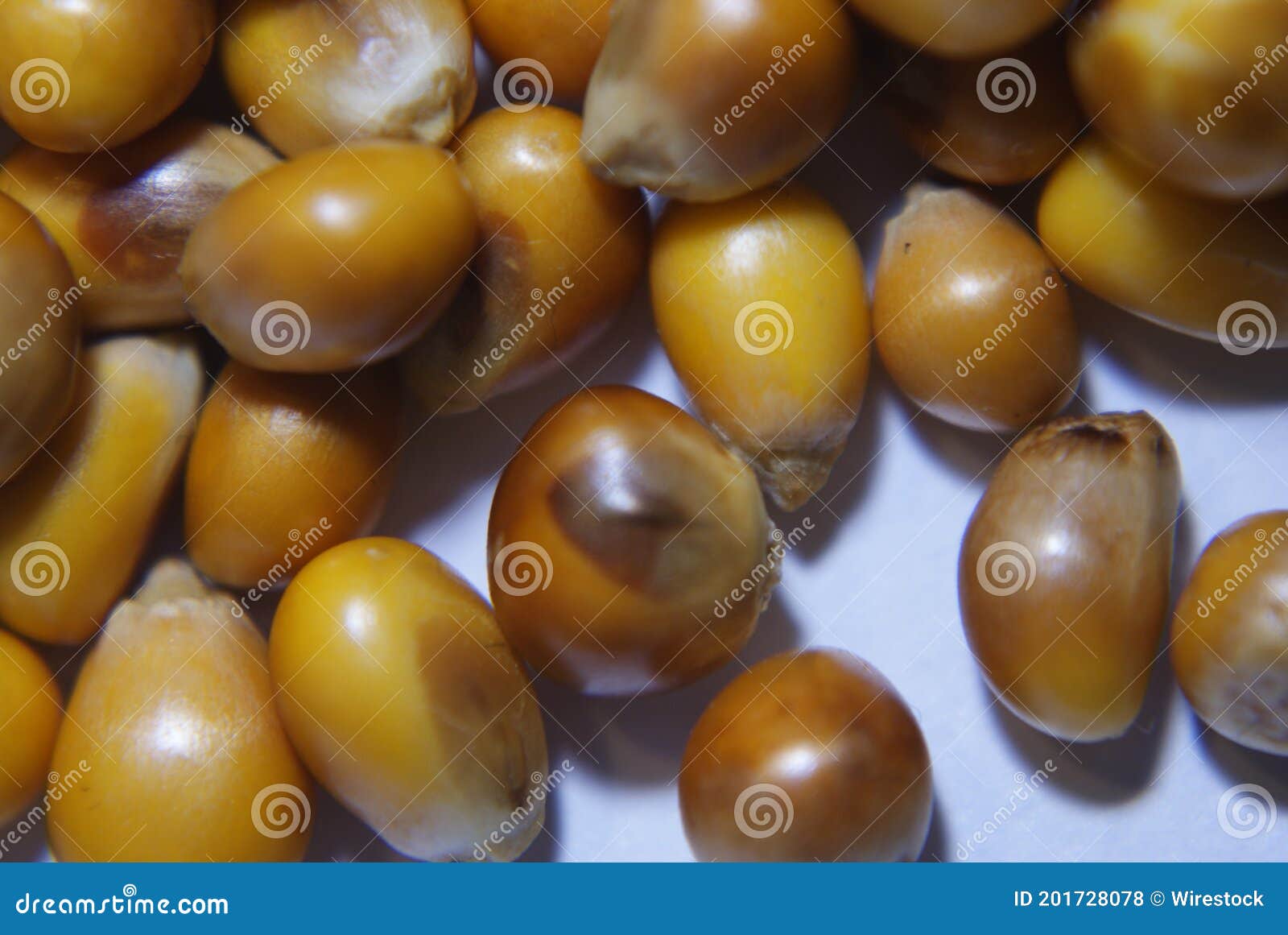 Closeup of a Bunch of Unpopped Corn Stock Photo - Image of texture ...