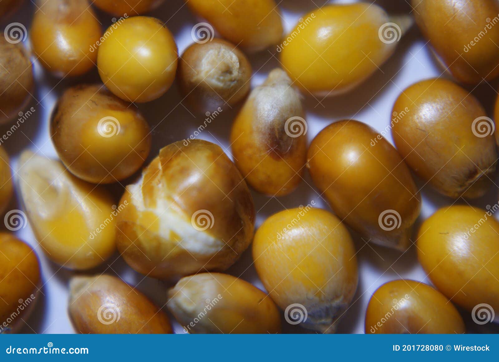 Closeup of a Bunch of Unpopped Corn Stock Photo - Image of food ...