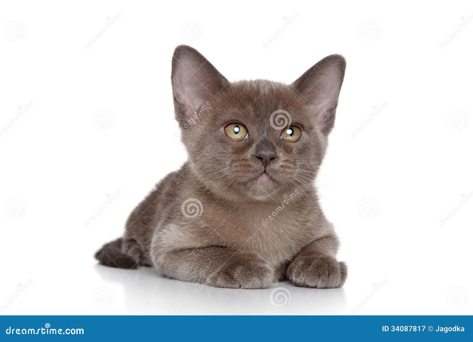 Closeup of a Burmese Kitten Stock Image - Image of feline, hair: 34087817