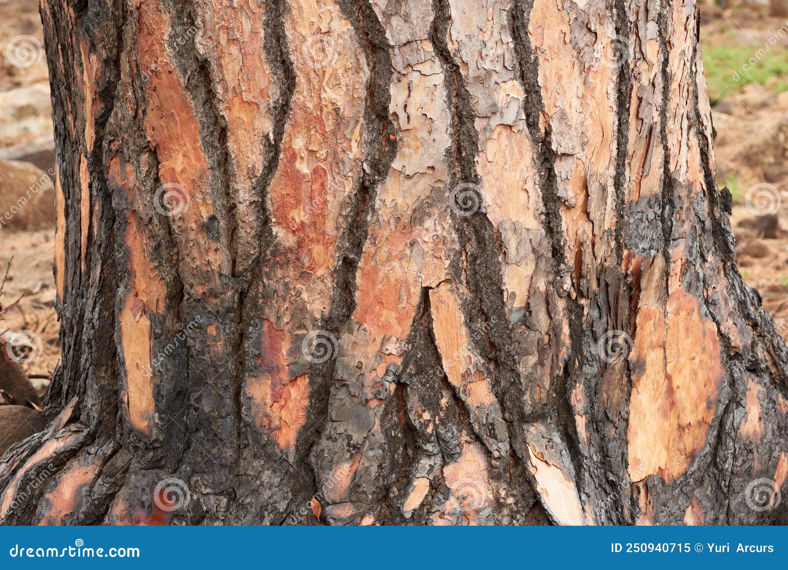 Closeup of Burnt Tree on a Mountain. Zoom in on Texture and Patterns of ...