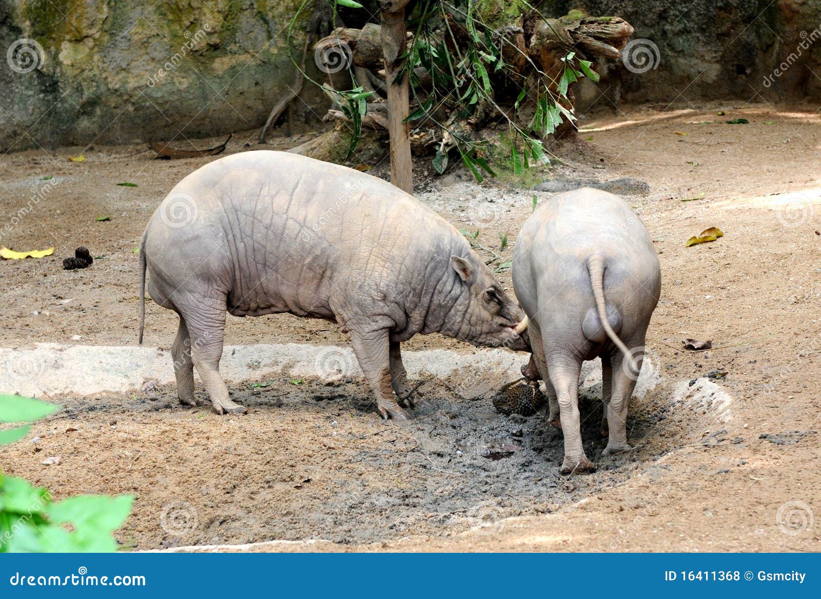 Closeup of a Buru Babirusa Eating Stock Photo - Image of indonesia ...