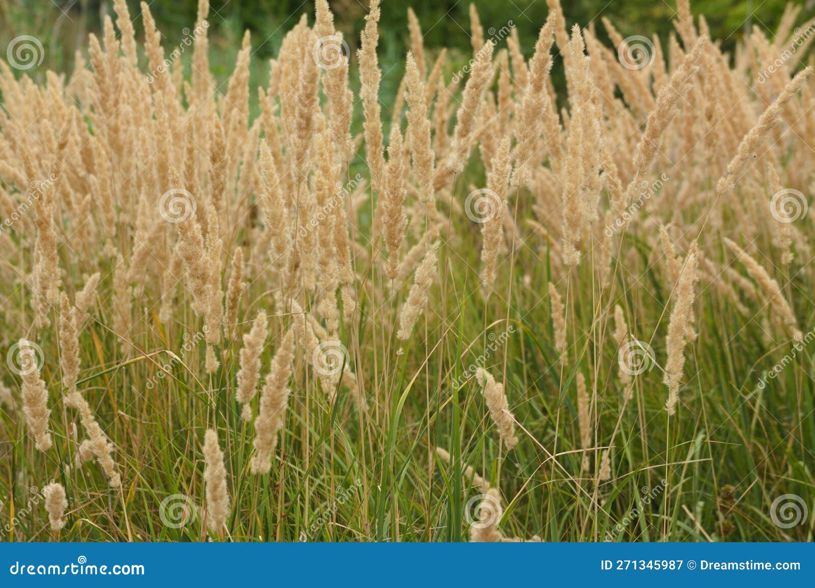 A Bush Of Grass Grows Among Volcanic Rocks And Ash Stock Image ...