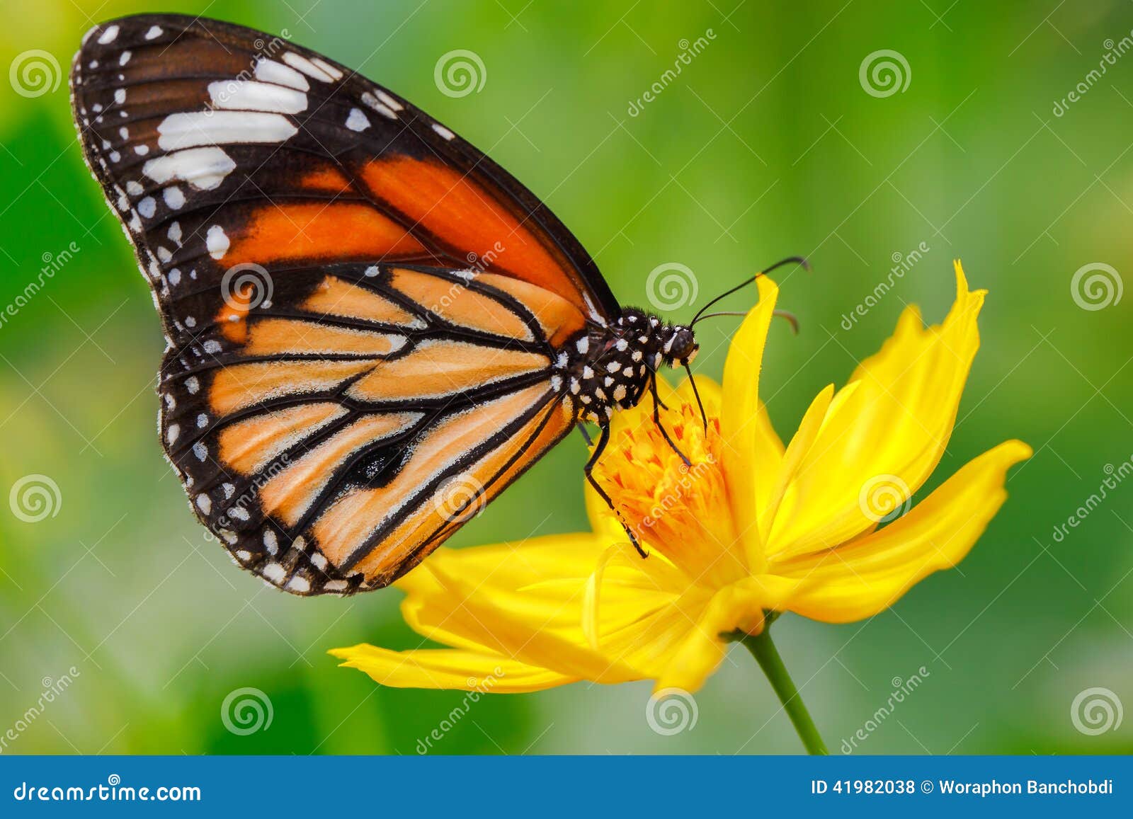 Closeup Butterfly on Flower Stock Photo - Image of nature, green: 41982038
