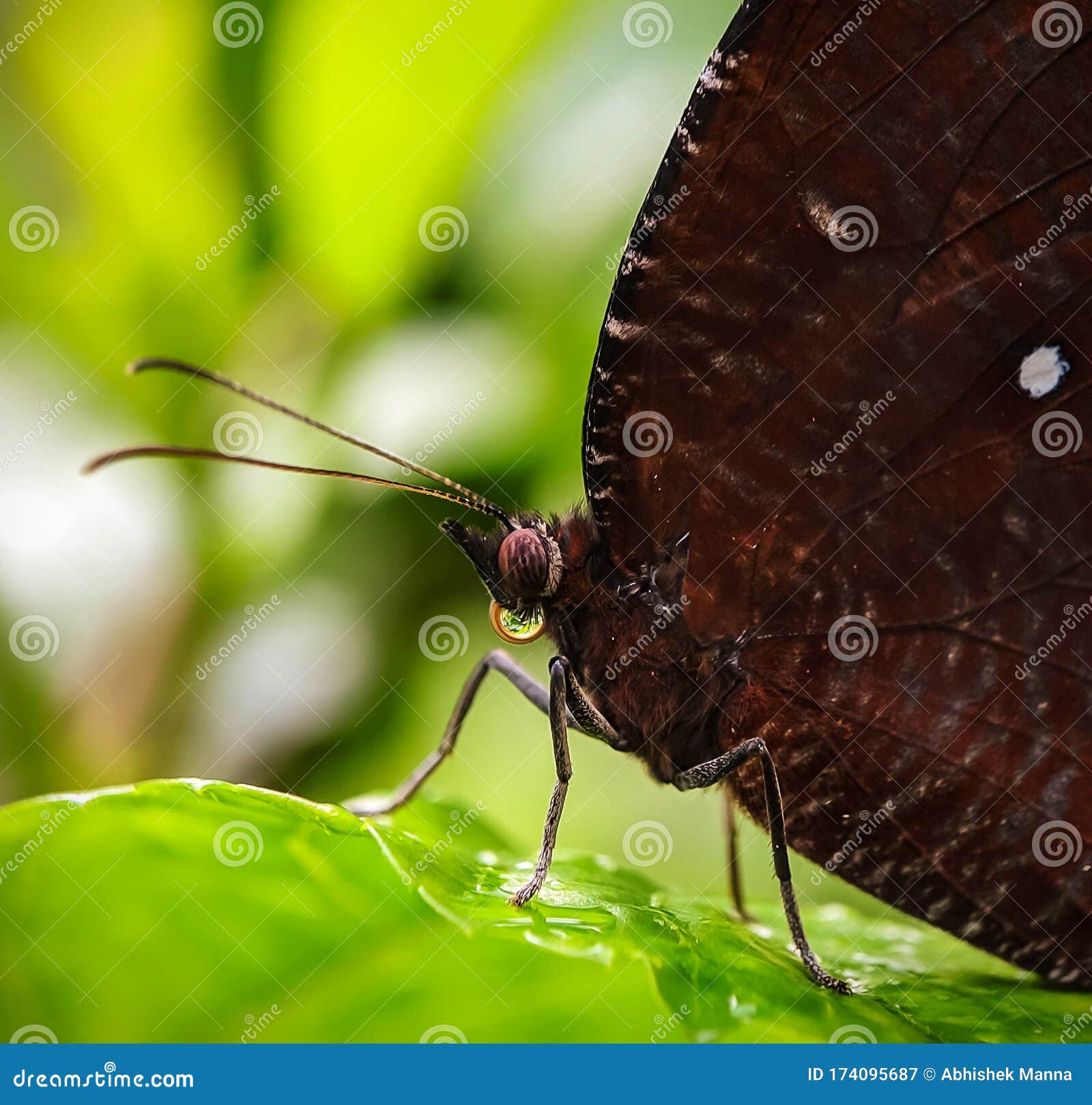 Closeup of a Butterfly in Rain on Leaf. Stock Image - Image of green ...