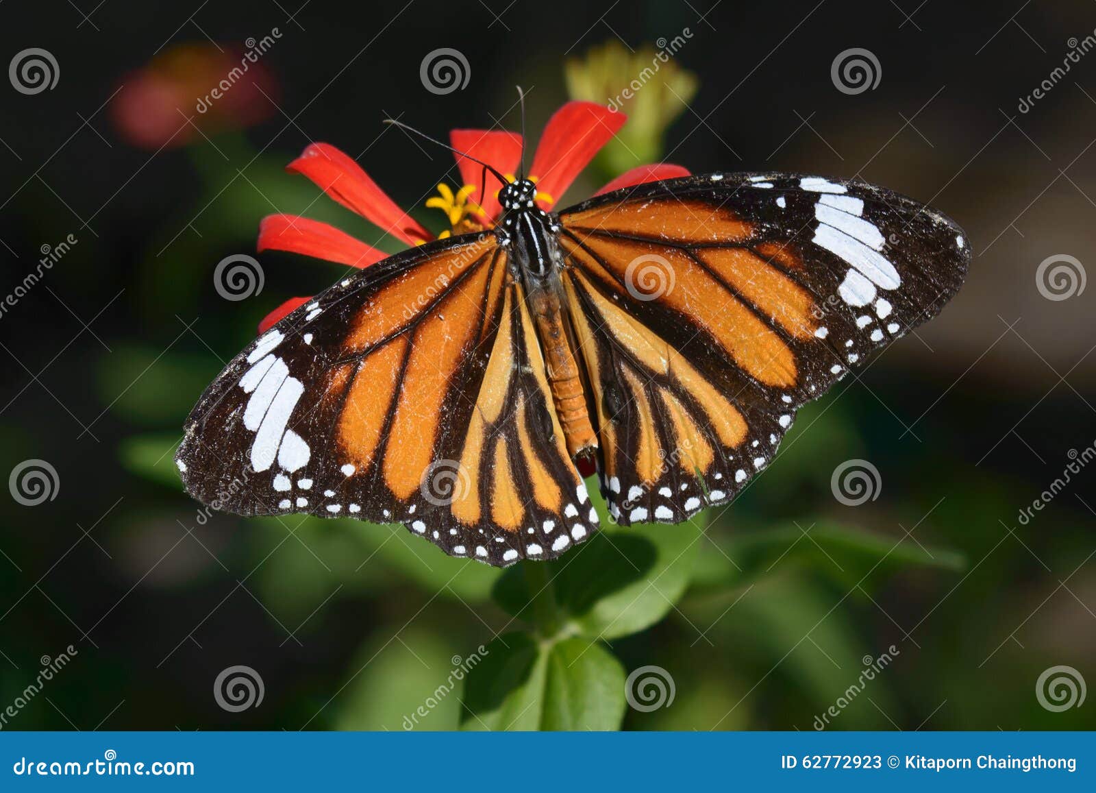 Closeup butterfly stock image. Image of orange, summer - 62772923