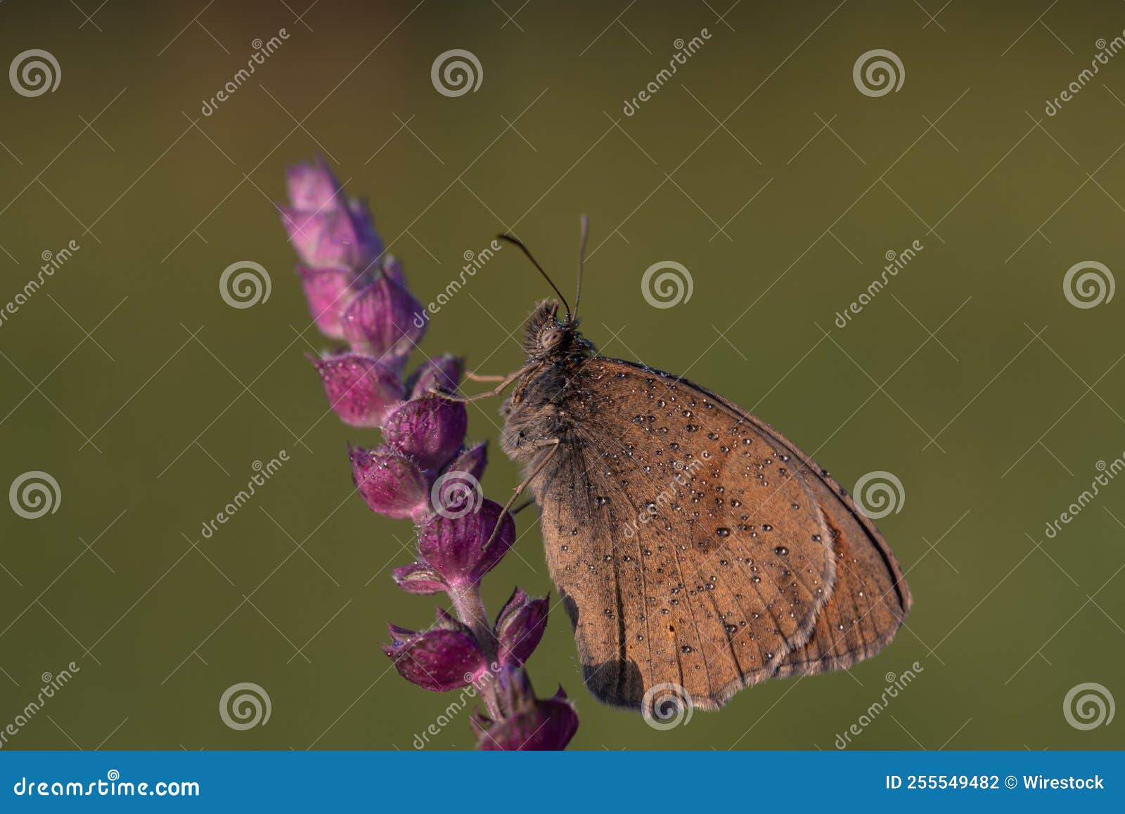 Closeup of a Butterfly Standing on a Beautiful Flower Stock Photo ...