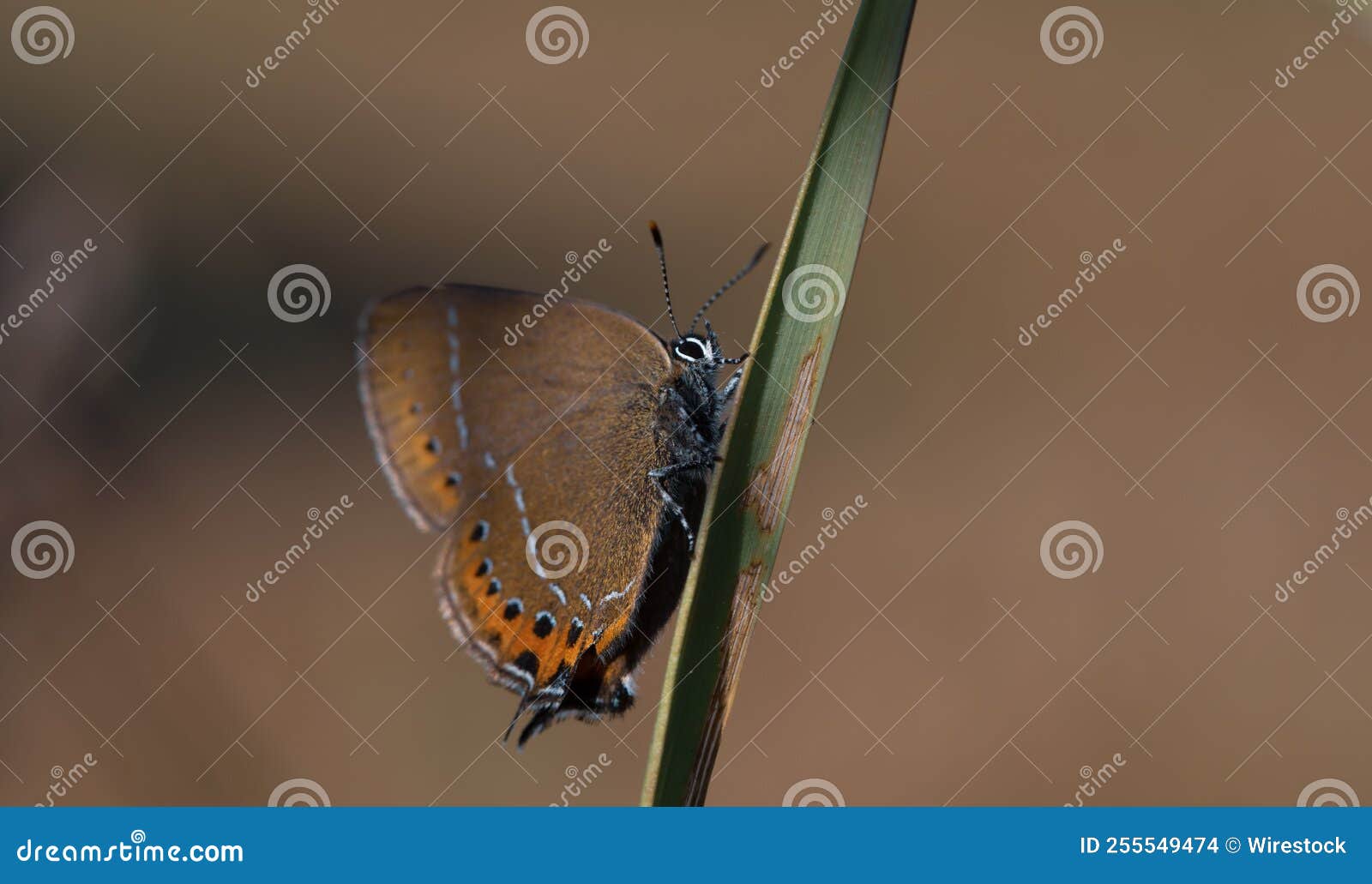 Closeup of a Butterfly Standing on a Green Leaf Stock Photo - Image of ...