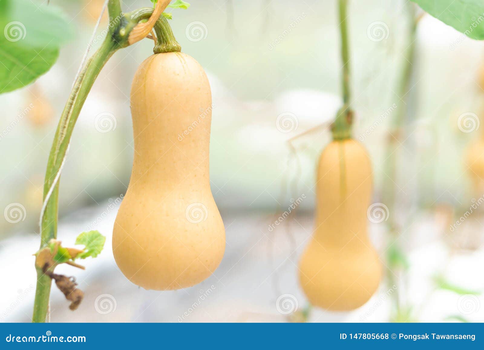 Closeup Butternut Squash on Tree Branch in the Farm, Selective Focus ...