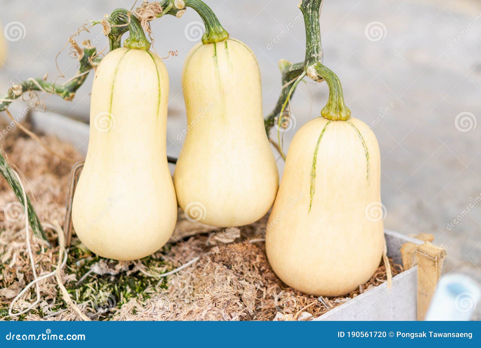 Closeup Butternut Squash on Tree Branch in the Farm, Selective Focus ...