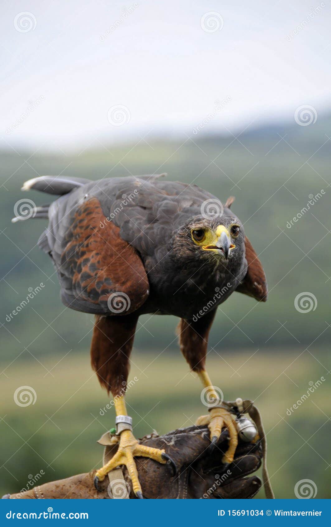 Closeup of a buzzard stock photo. Image of nature, majestic - 15691034