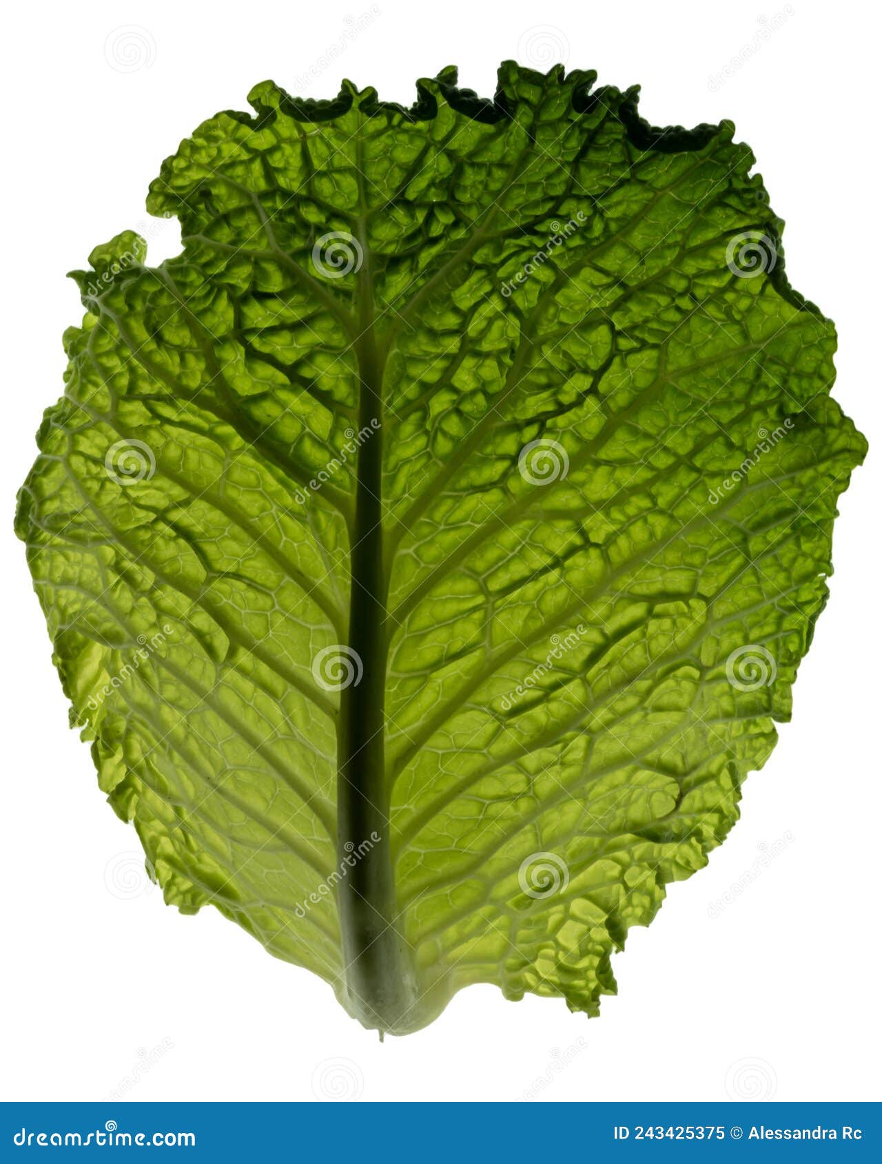 Closeup on a Cabbage Leaf Isolated on White Stock Image - Image of ...