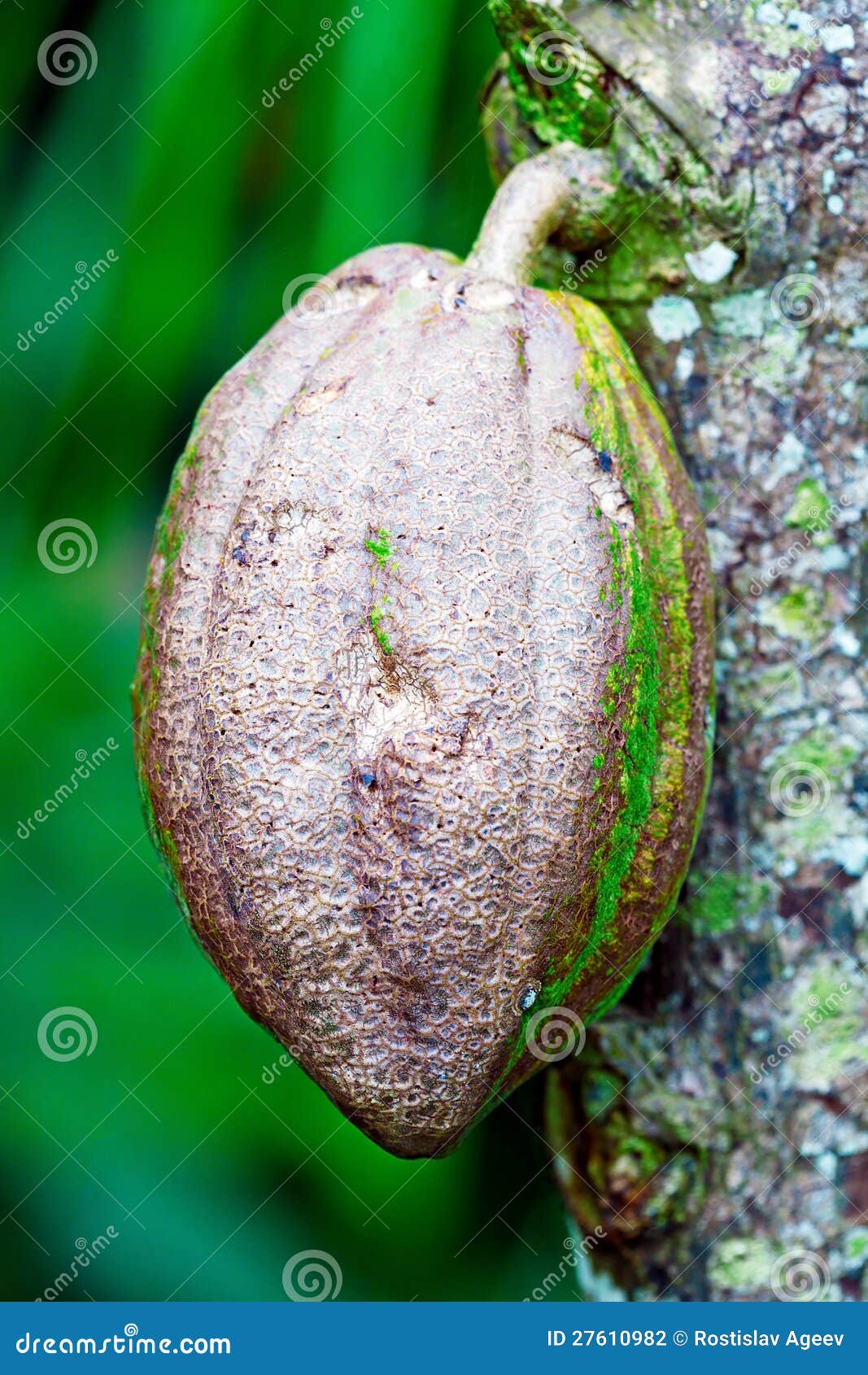 Closeup of Cacao Bean from Chocolate Tree Stock Photo - Image of ...