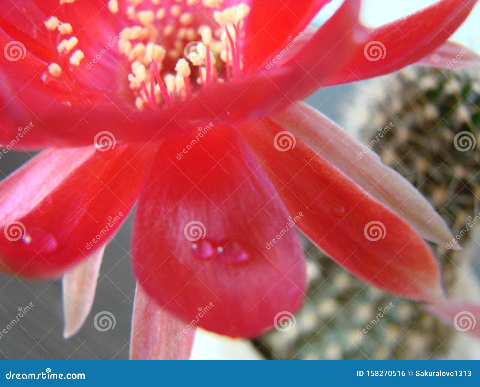 Closeup of a Cactus Red Flower Bloom with Stock Photo - Image of ...