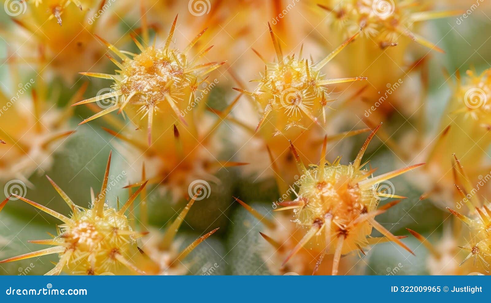 A Closeup of the Cactus Reveals Tiny Spines Emerging from Each Bump ...