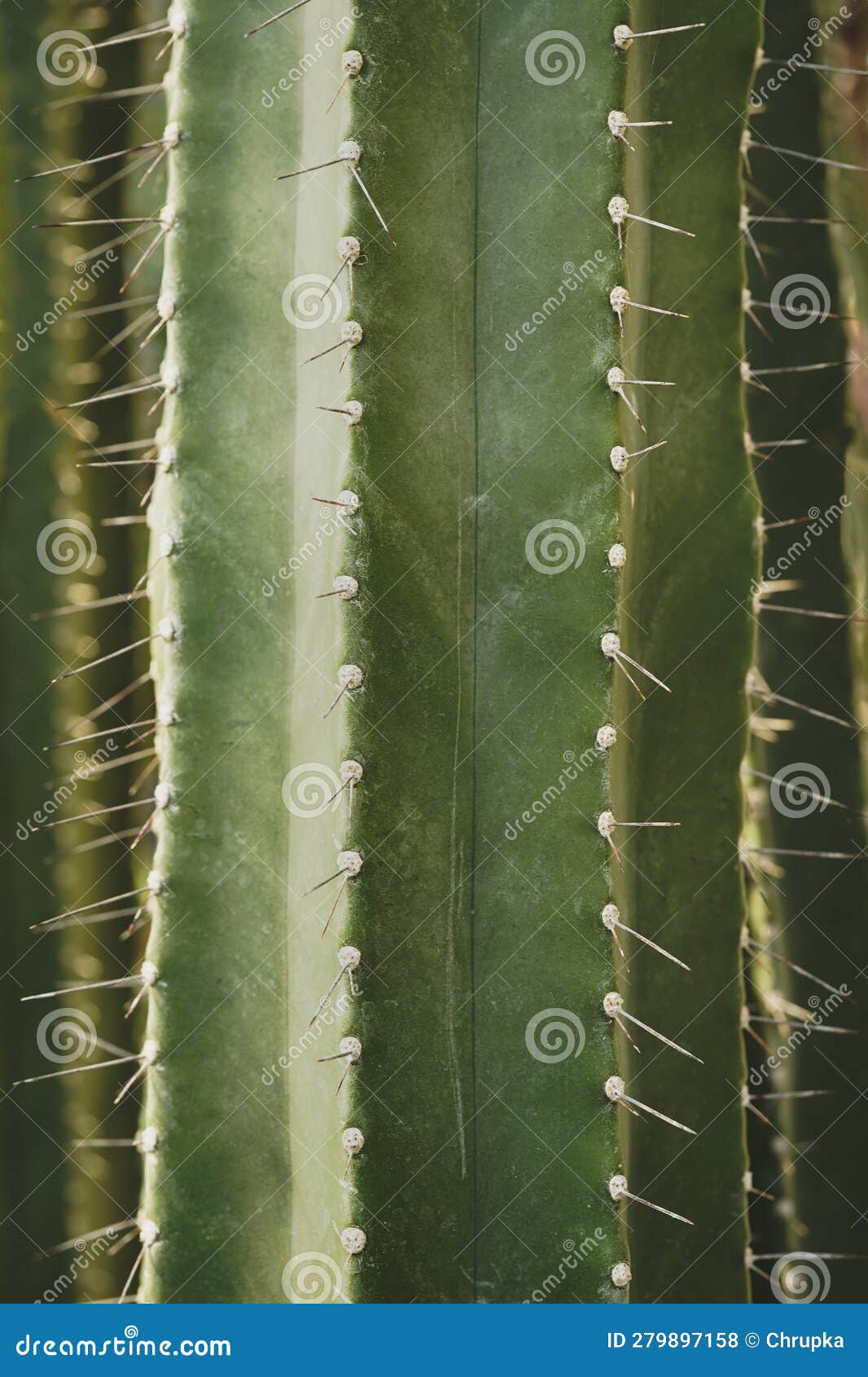 Closeup of Cactus Spines, Nature Background Stock Photo - Image of ...