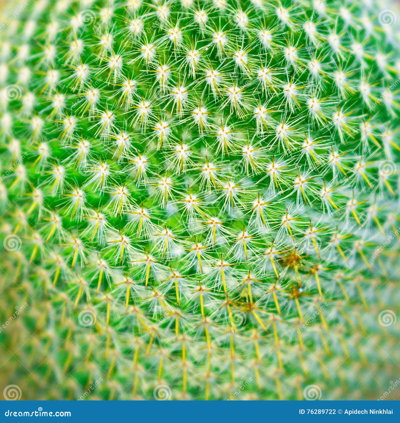 Closeup of Cactus Stem Showing the Pattern of Sharp Spines Stock Photo ...