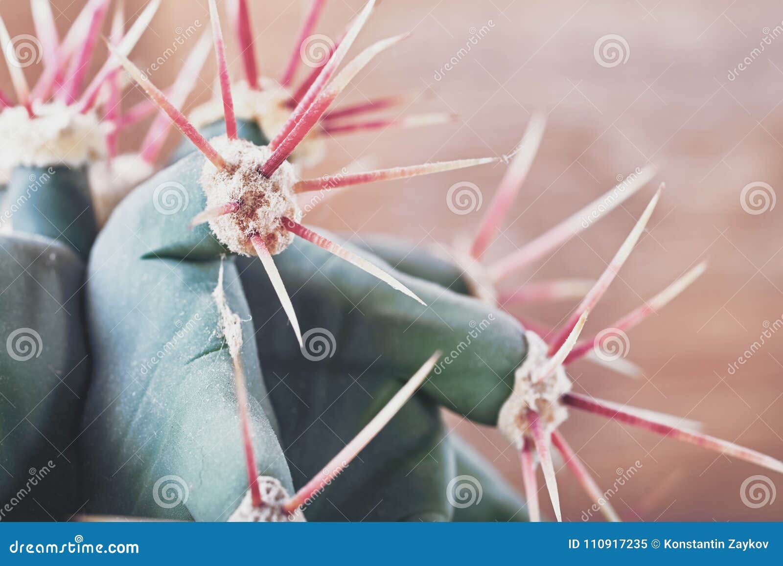 Closeup Cactus Stem Showing Sharp Spines. Areoles Cactus with Red ...