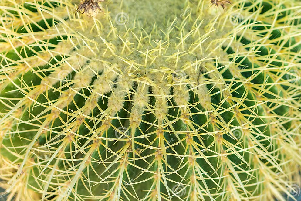 Closeup of Cactus Stem Showing Sharp Spines Stock Photo - Image of ...