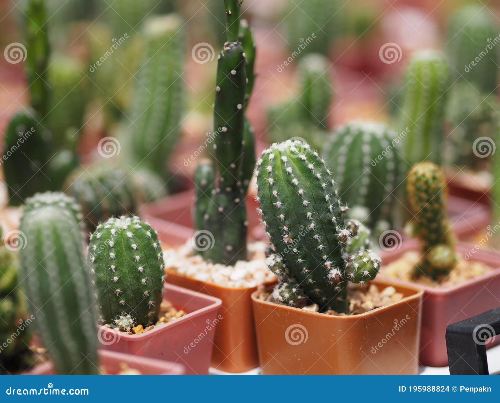Cactus Tree Green Trunk Has Sharp Spikes Around Blooming in Plastic ...