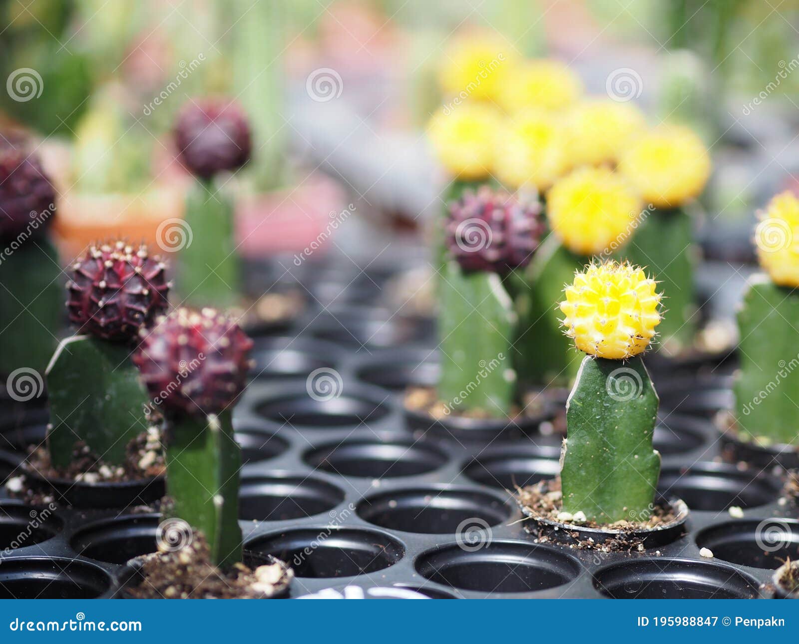Cactus Tree Green Trunk Has Sharp Spikes Around Blooming in Plastic ...