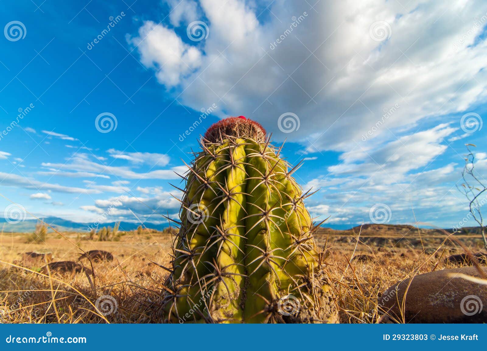 Closeup Cactus View stock image. Image of horizon, desolate - 29323803
