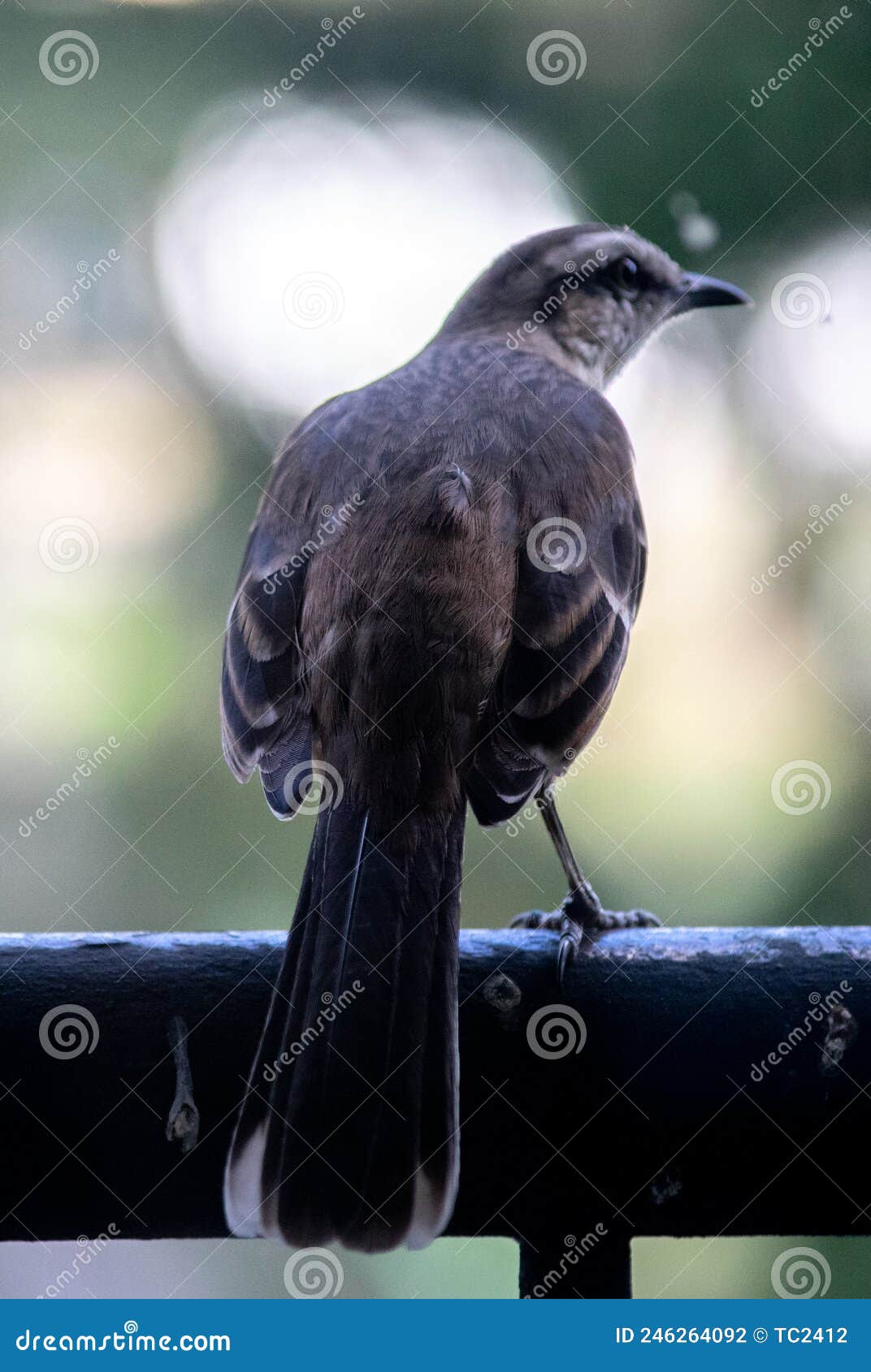 Calandria Bird Over Concrete Surface. Grey Bird Royalty-Free Stock ...