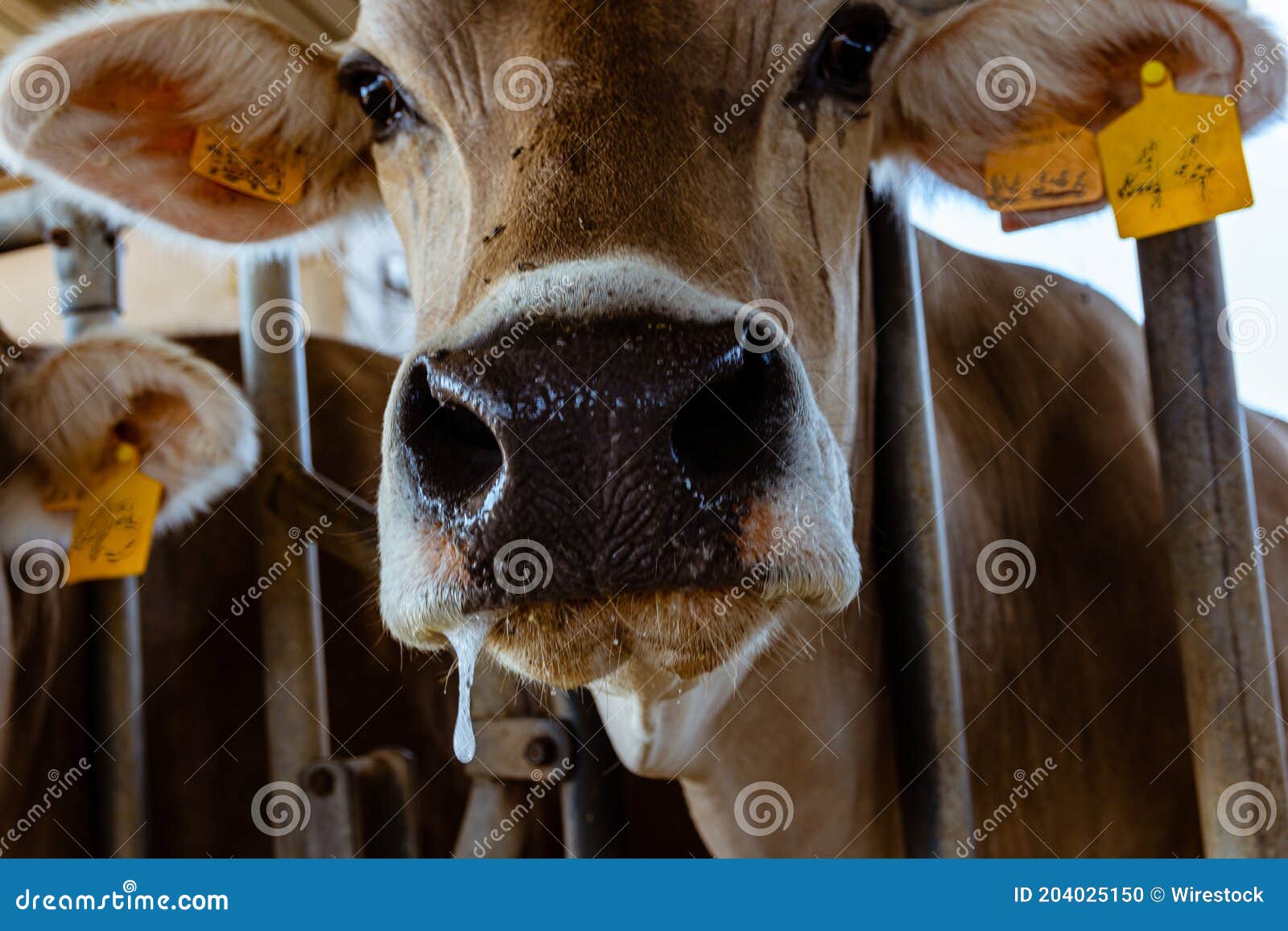 Closeup of a Calf Looking at the Camera with a Yellow Label on Its Ear ...