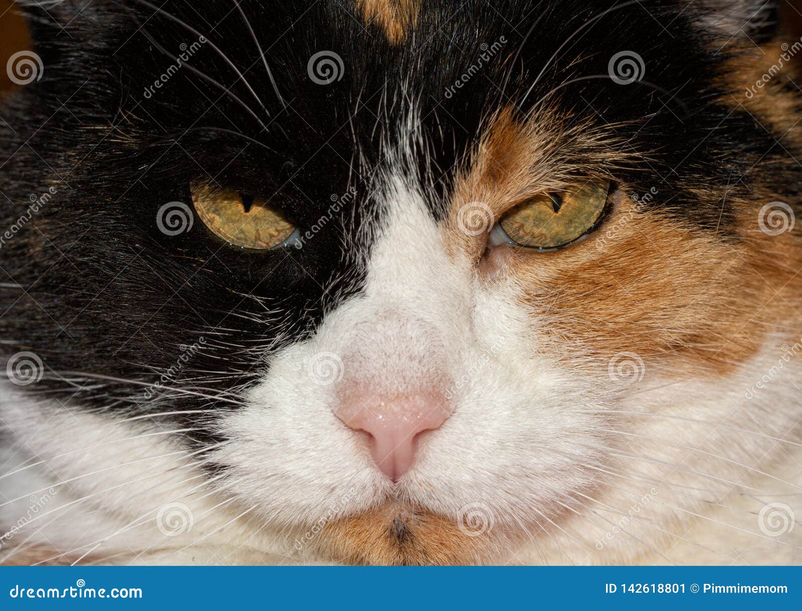 Closeup Of A Calico Cat`s Face Stock Image Image Of Beauty Cute 142618801