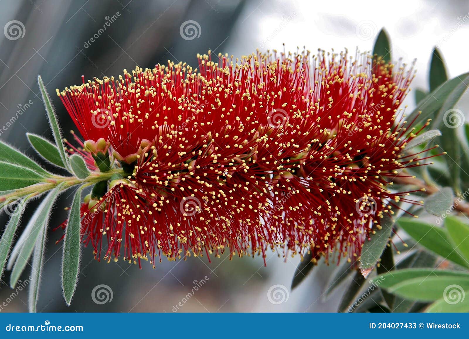 Closeup of a Callistemon Flower in a Desert Garden Stock Image - Image ...
